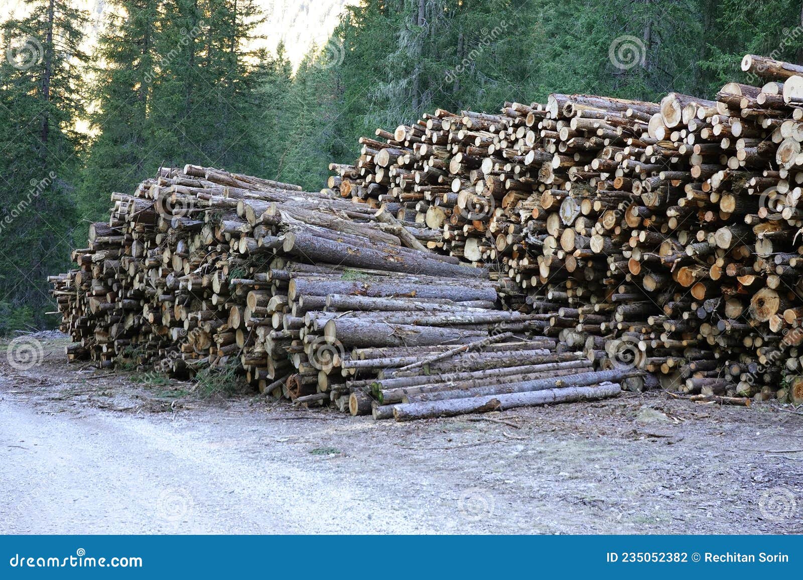 Stack of Piled Fir Tree Logs. Stock Photo - Image of plant, concept ...
