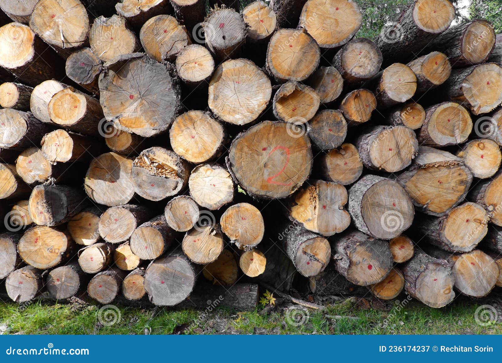 Stack of Piled Fir Tree Logs. Stock Image - Image of autumn, outdoors ...