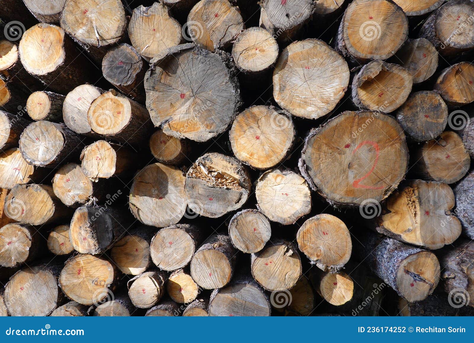 Stack of Piled Fir Tree Logs. Stock Photo - Image of europe, industry ...