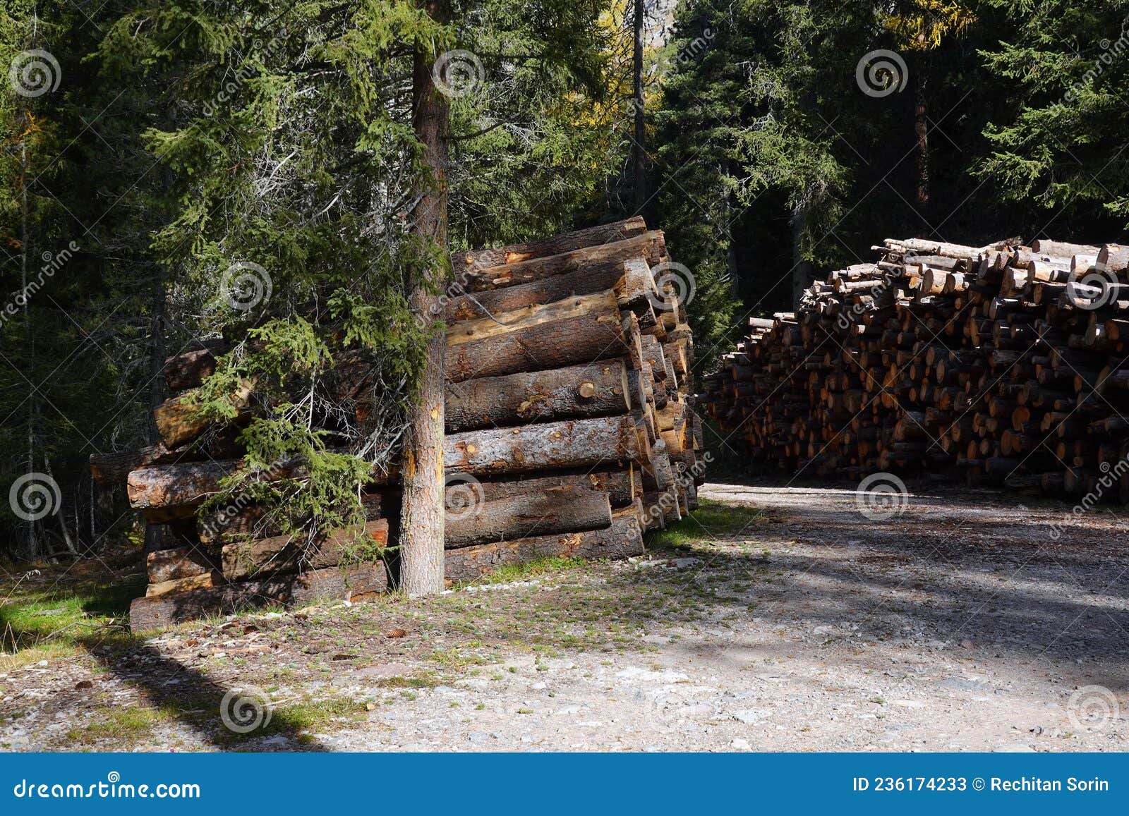 Stack of Piled Fir Tree Logs at the Edge of the Forest.. Stock Image ...