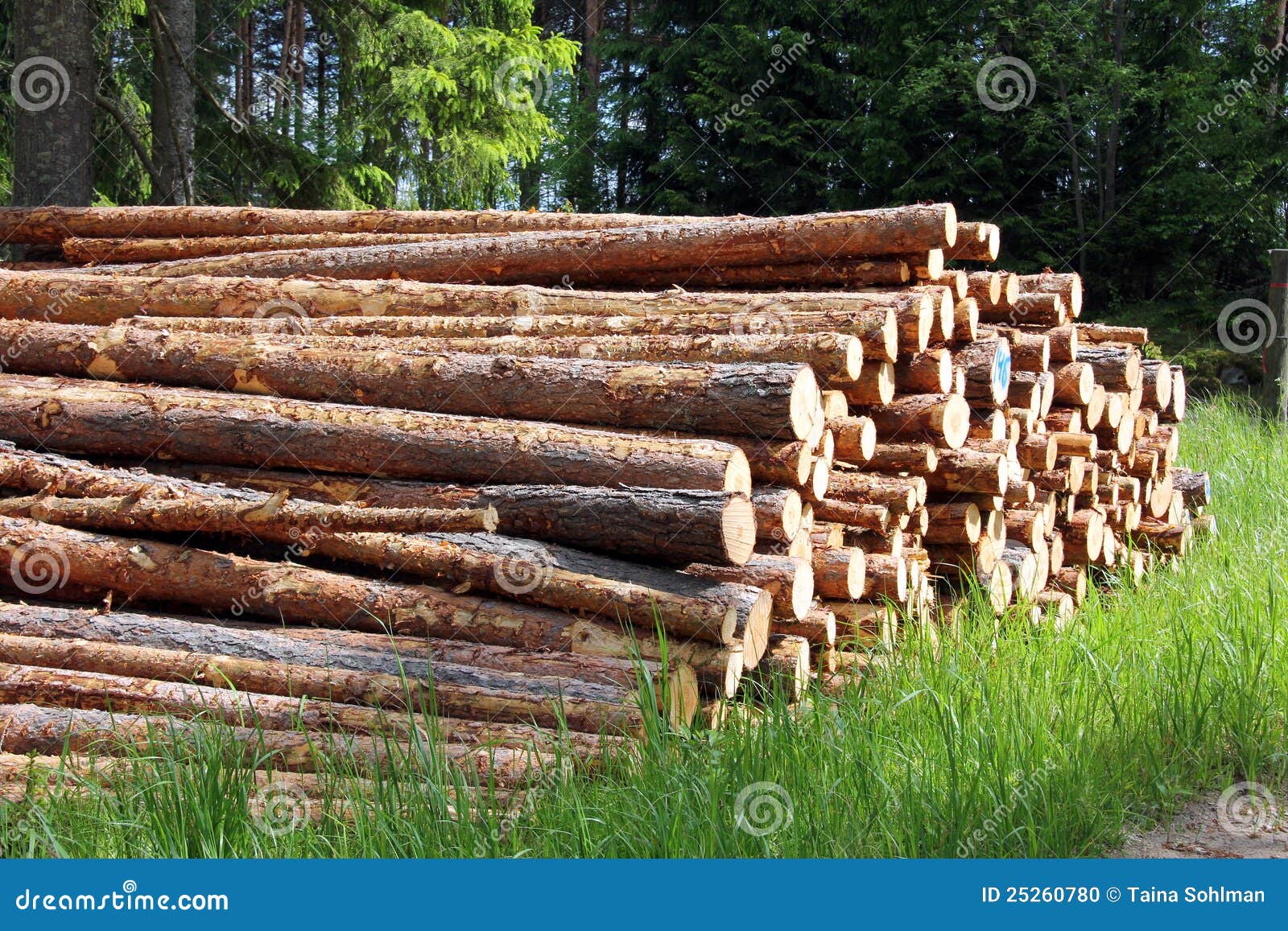 Stack of Pine Logs in Summer Forest Stock Photo - Image of fuel ...