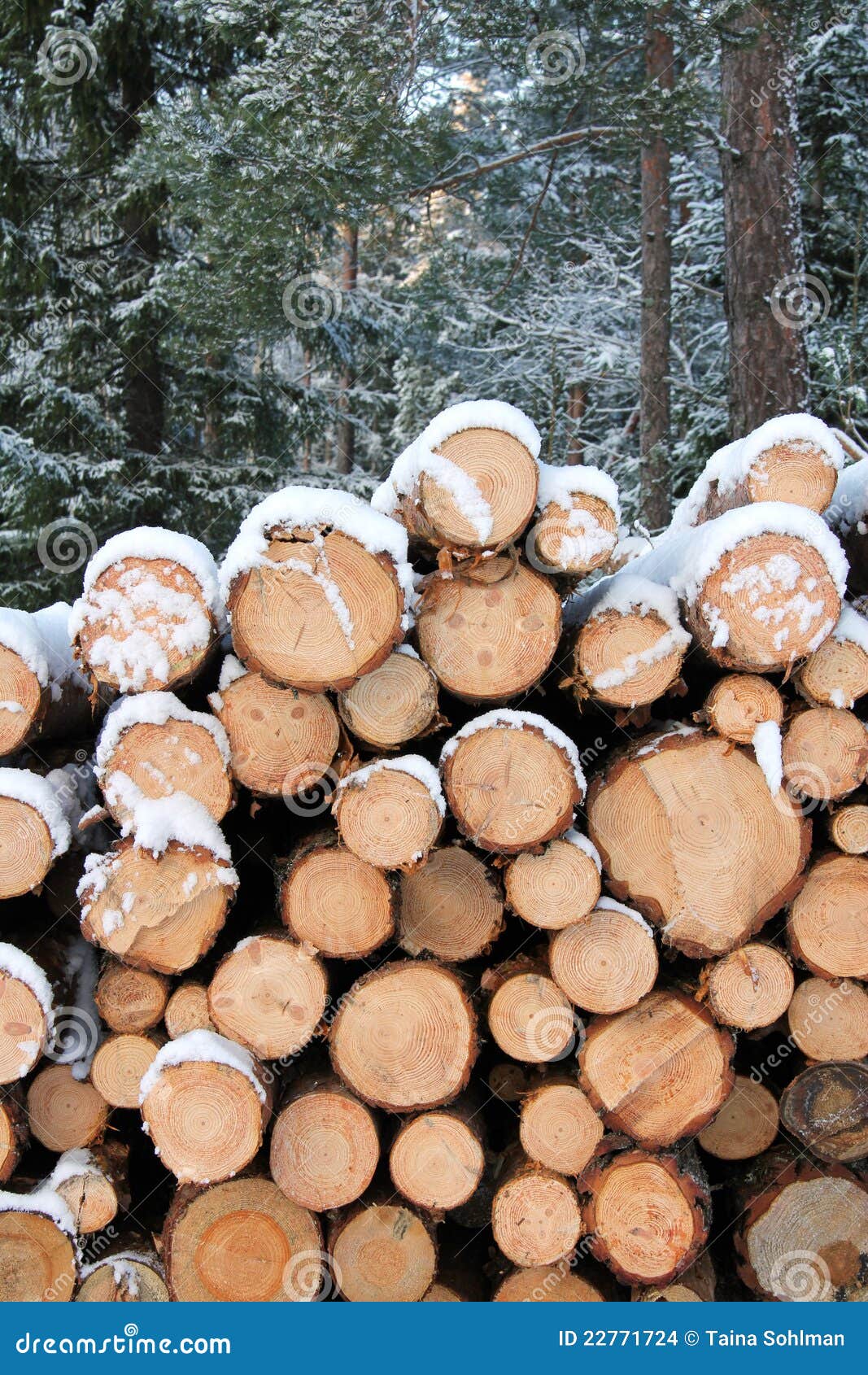 Stack of Pine Logs in Winter Snow Stock Photo - Image of logs, organic ...