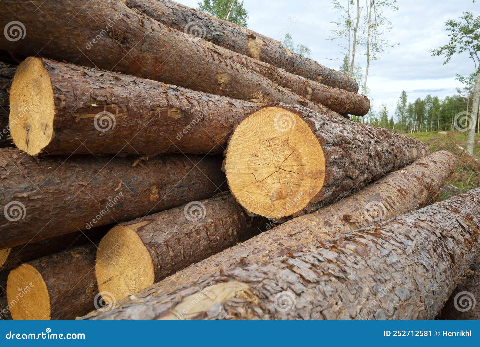 Stack of Pine Wood after Felling Stock Image - Image of heap, color ...