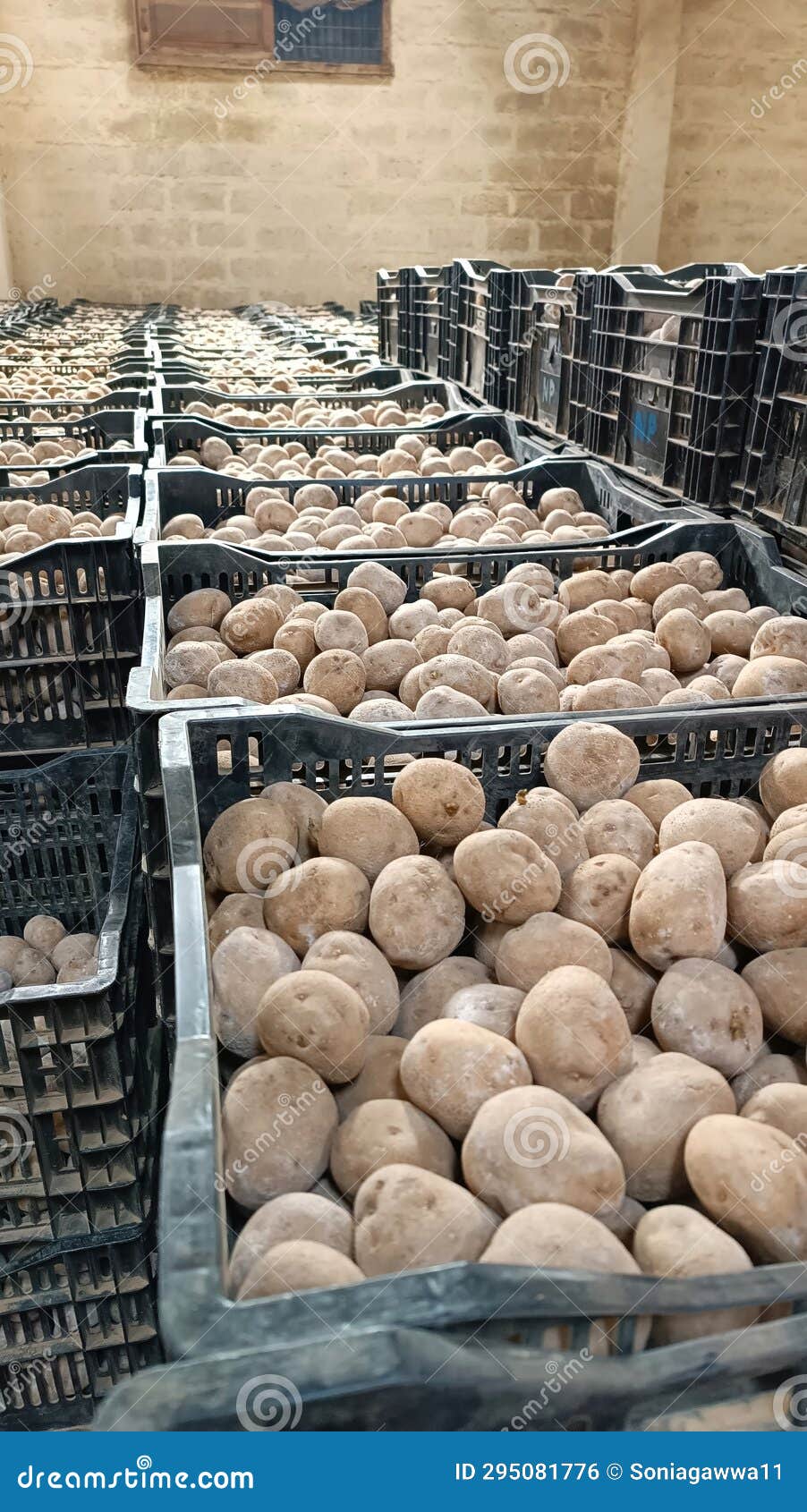 The Stack of Potato Seeds in the Storage Basket Stock Photo - Image of ...