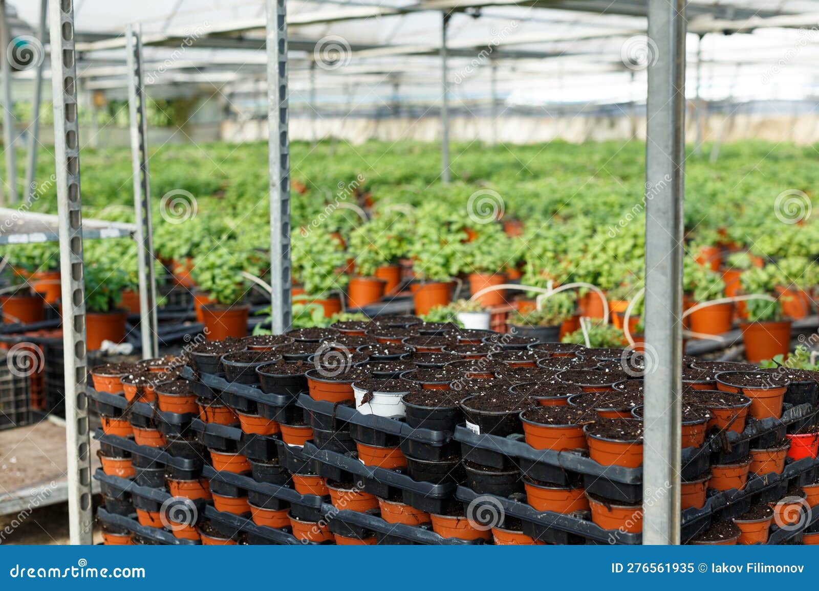 Stack of Pots in Greenhouse Stock Image - Image of manure, mint: 276561935