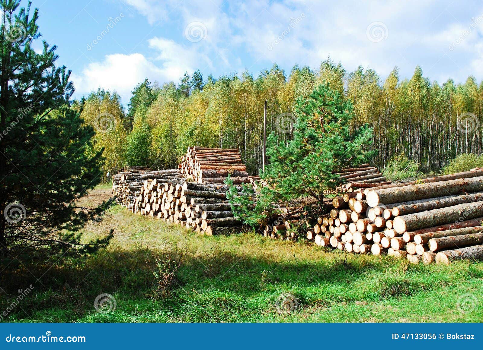 Stack of Prepared Wood in European Forest Stock Photo - Image of ...