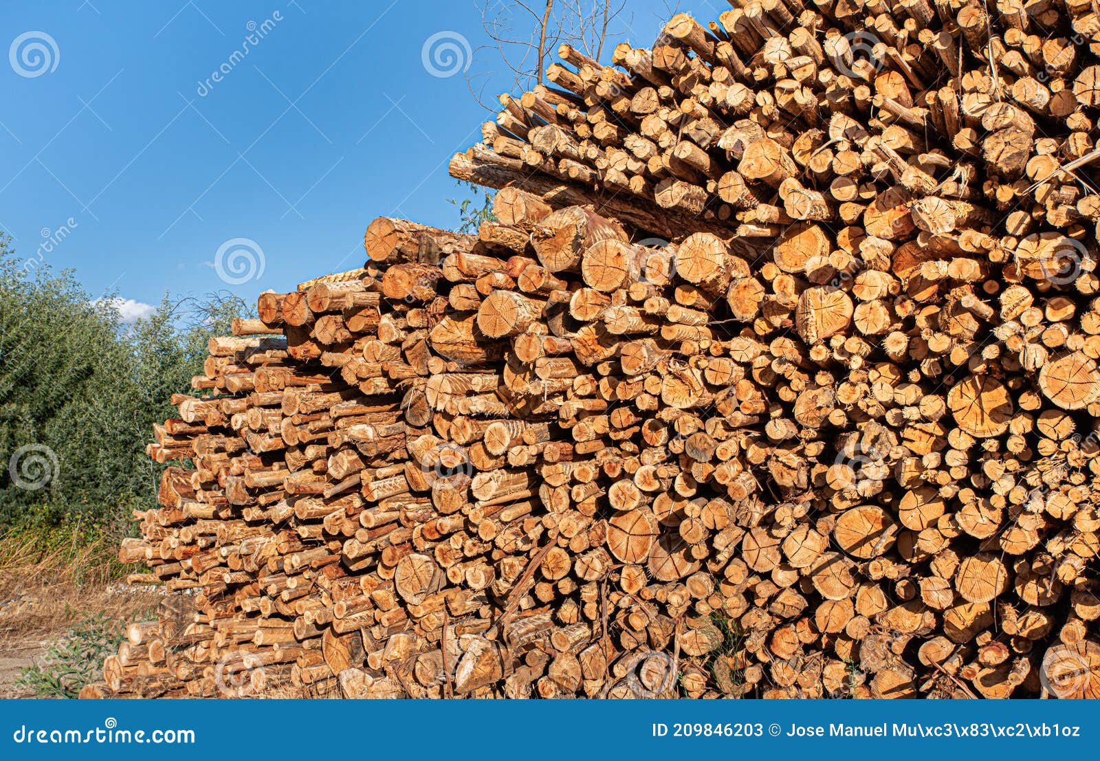 Stack of Pruned Trees for the Timber Industry Stock Image - Image of ...