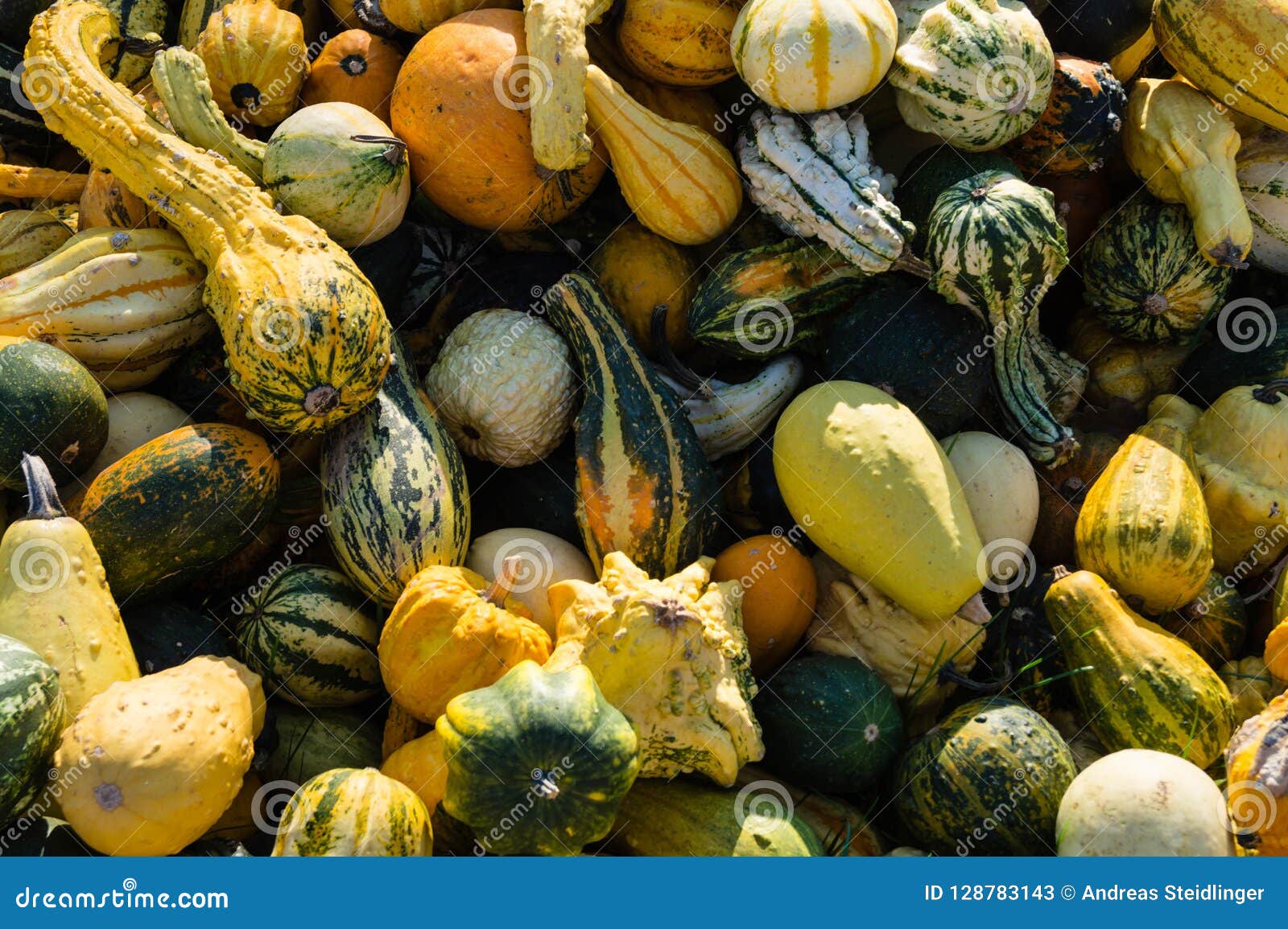 Stack of pumpkins stock image. Image of decoration, festival - 128783143