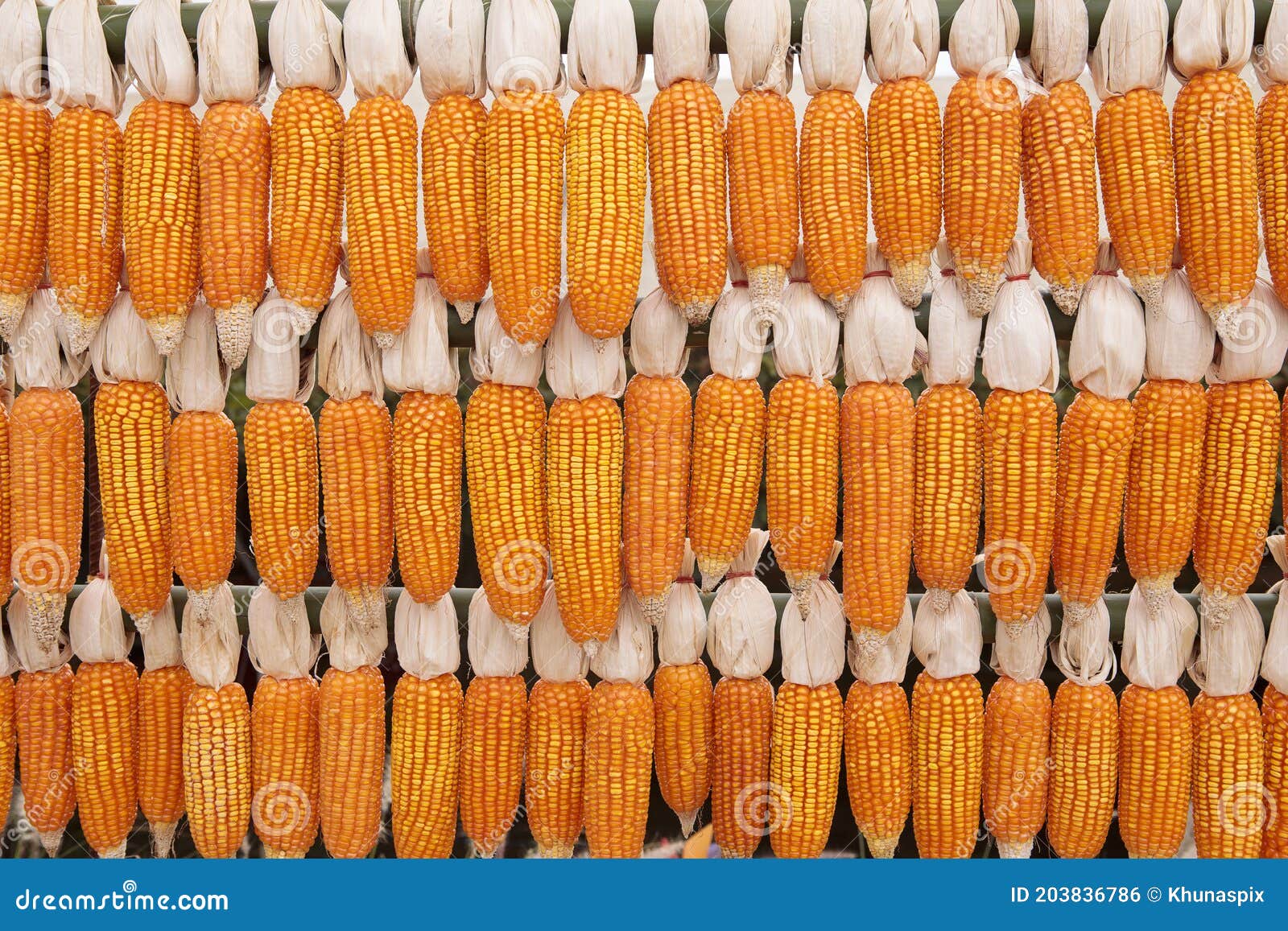 Stack of Raw Corn Decorated in Thailand Rural Farm Stock Photo - Image ...