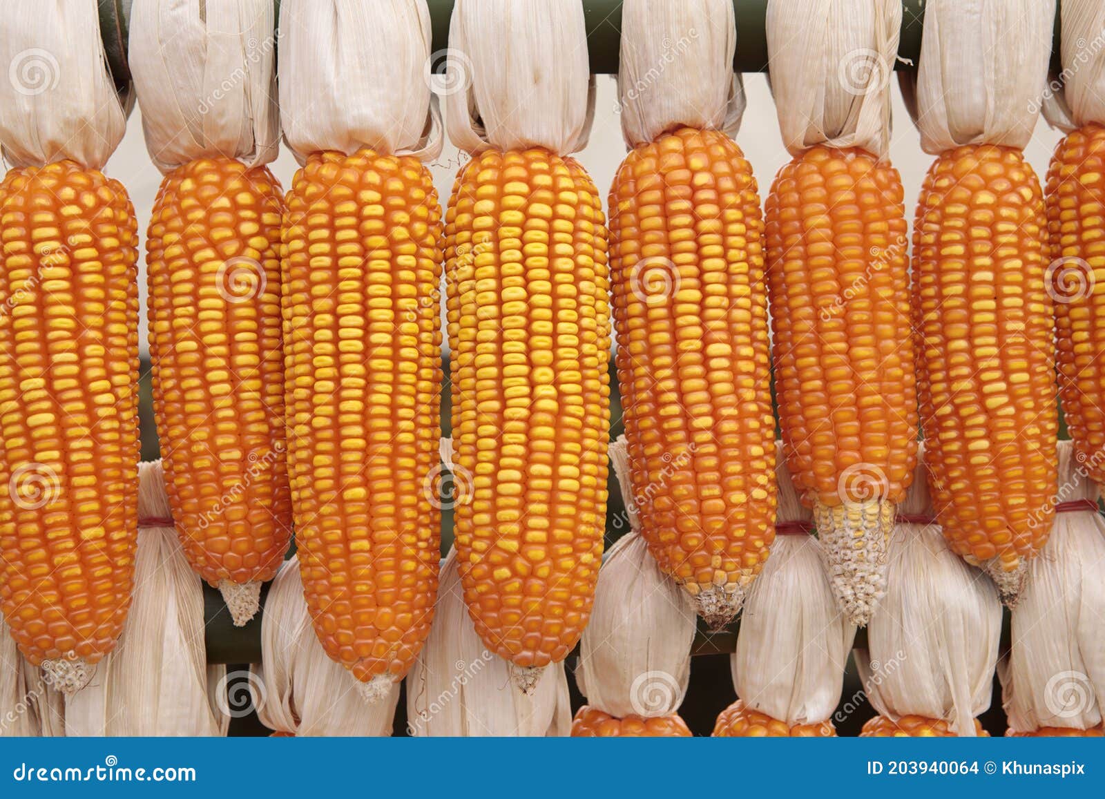 Stack of Raw Corn Decorated in Thailand Rural Farm Stock Photo - Image ...