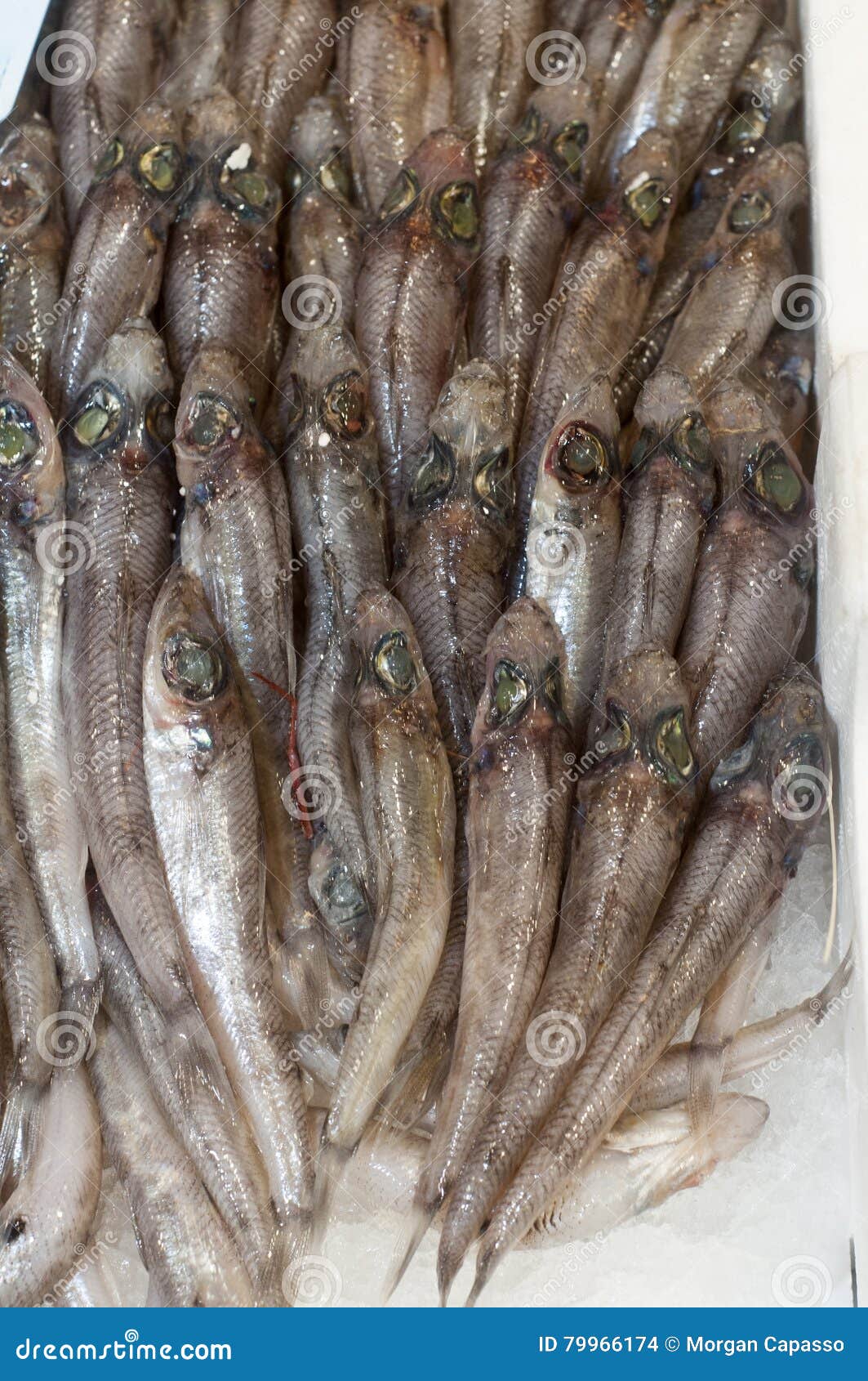 Stack of raw fish stock photo. Image of close, heap, closeup - 79966174
