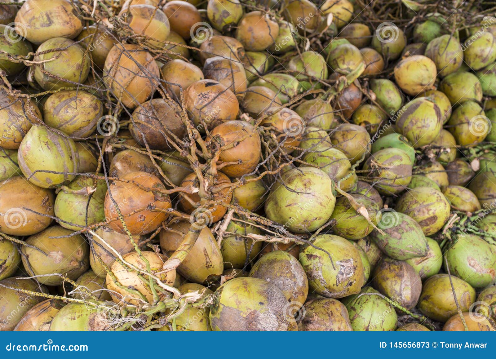 Coconut Background stock image. Image of ripe, harvest - 145656873