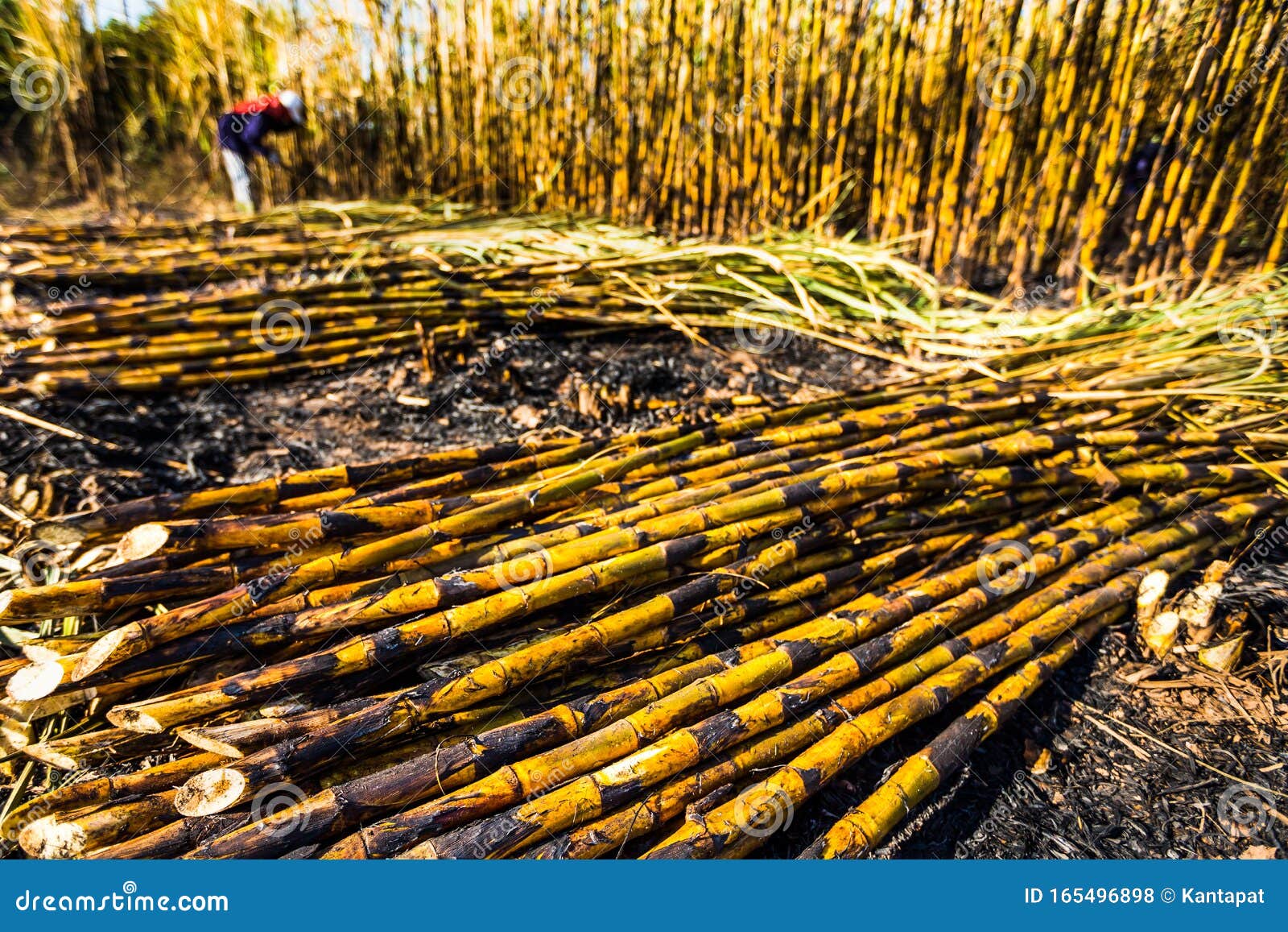 Sugar cane on the ground stock photo. Image of environment - 165496898