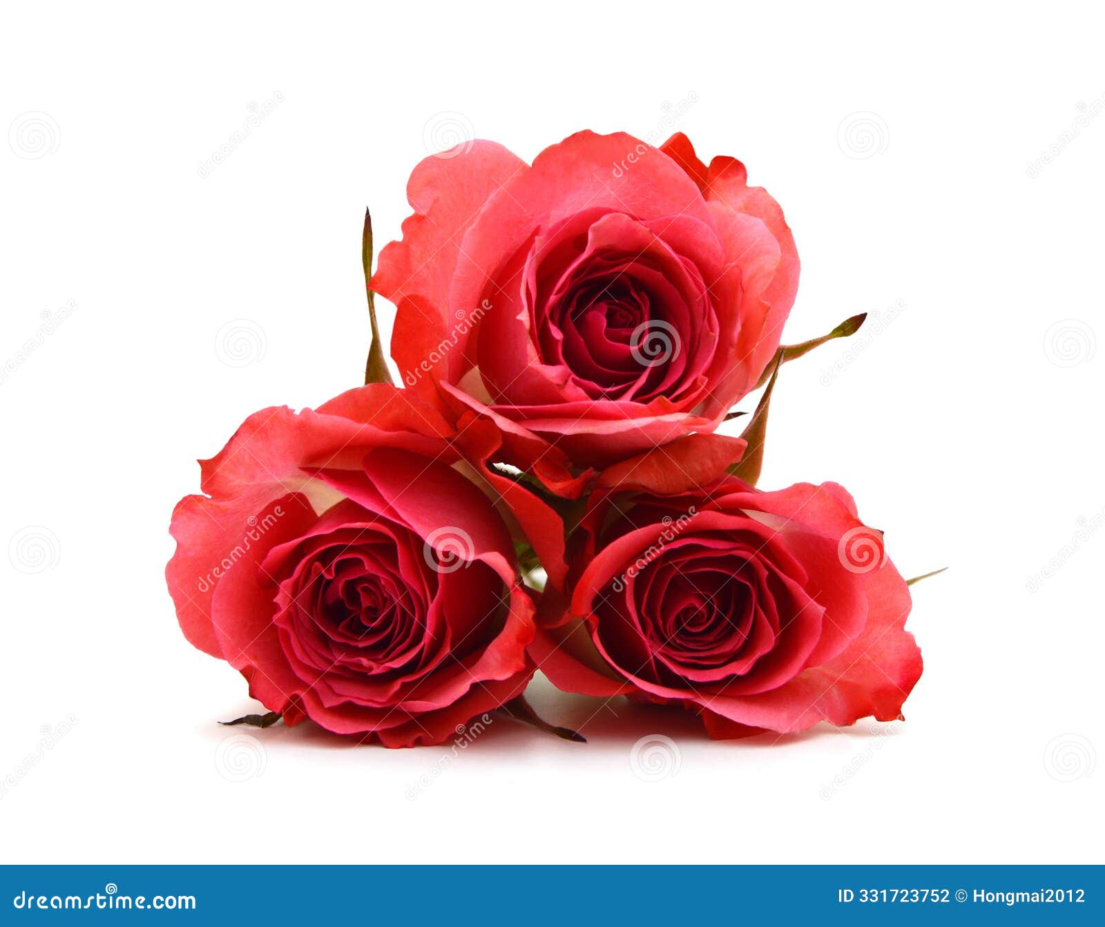 Stack Red Rose Flowers on White Stock Photo - Image of peony, font ...