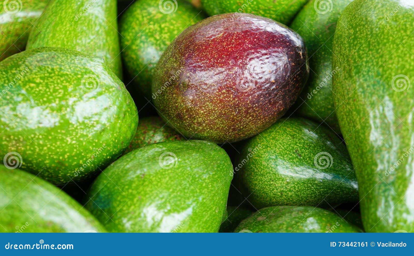 Stack of Ripe Green Avocados. One Purple Red Fruit. Stock Image - Image ...