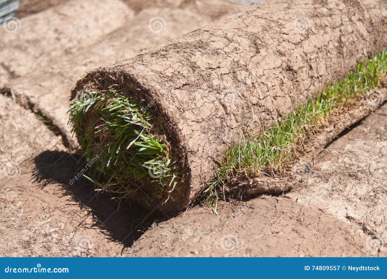 Stack of Rolled Grass Sod for Gardening Stock Image - Image of material ...