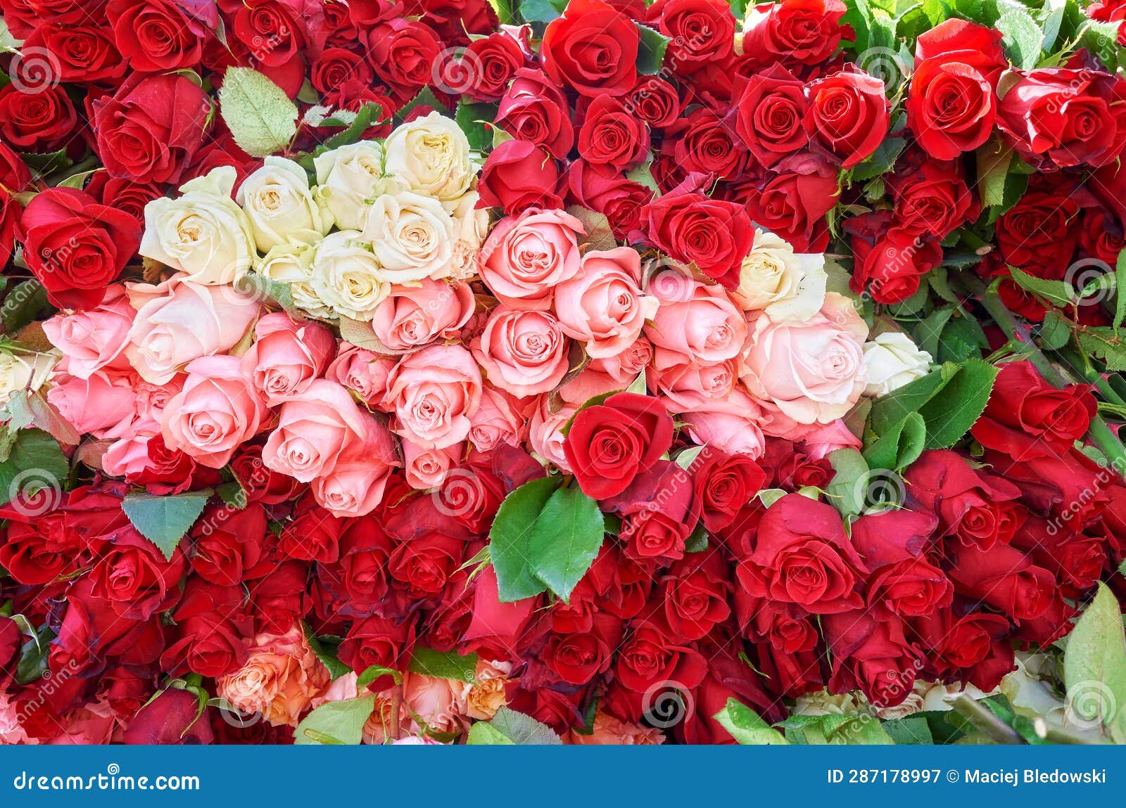 Stack of Roses, Nature Background, Selective Focus, Ecuador Stock Image - Image of ecuador ...