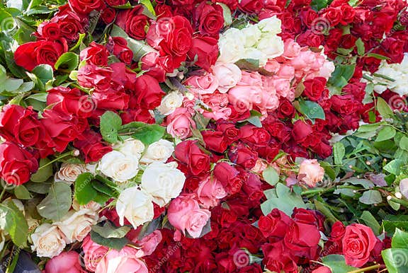 Stack of Roses, Nature Background, Selective Focus, Ecuador Stock Photo - Image of business ...