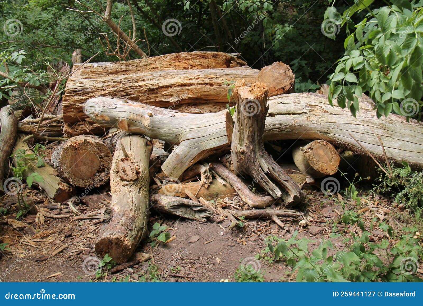 Stack of Rotting Wood. stock image. Image of pine, pile - 259441127