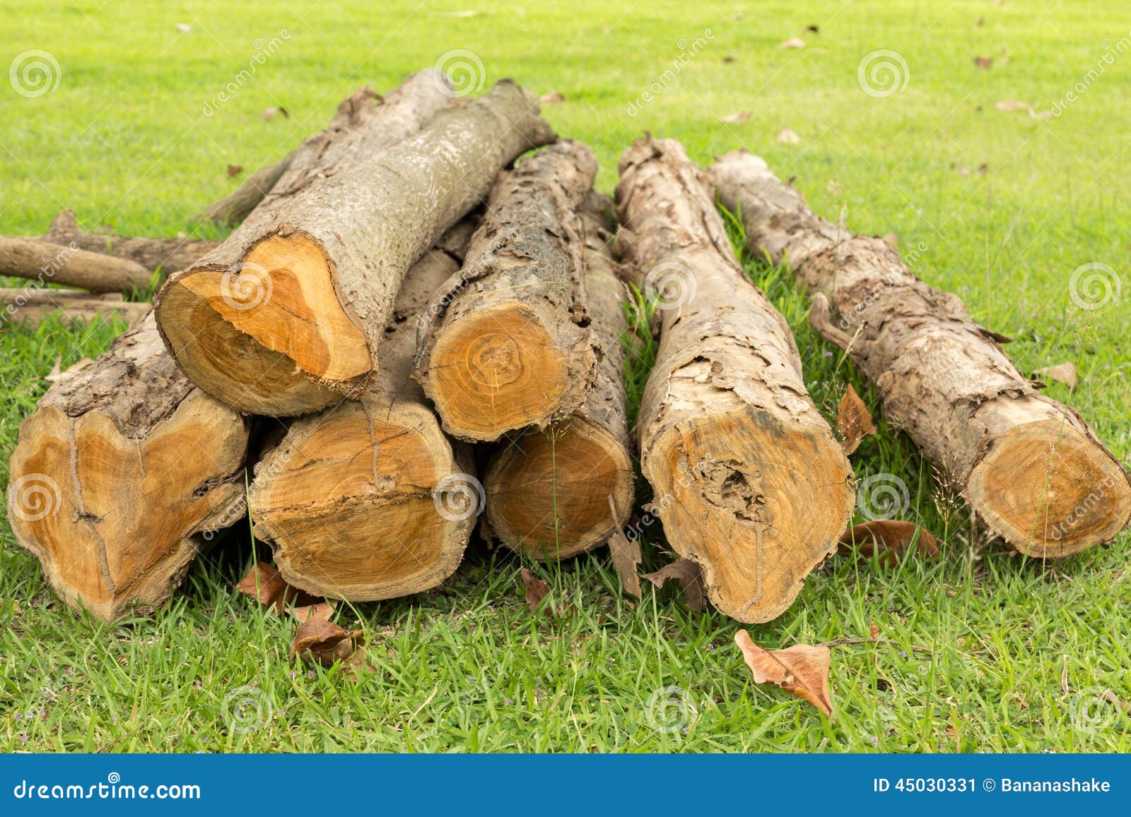 Xyplorer preview tree stack - droswing