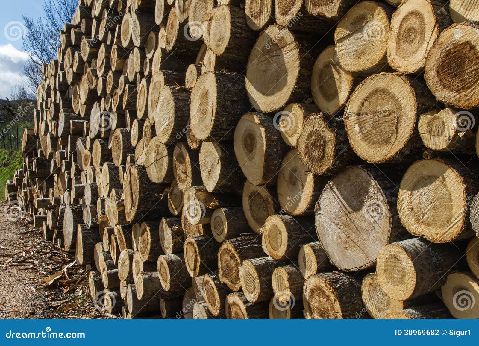 Stack of sawn tree trunks stock photo. Image of poplar - 30969682