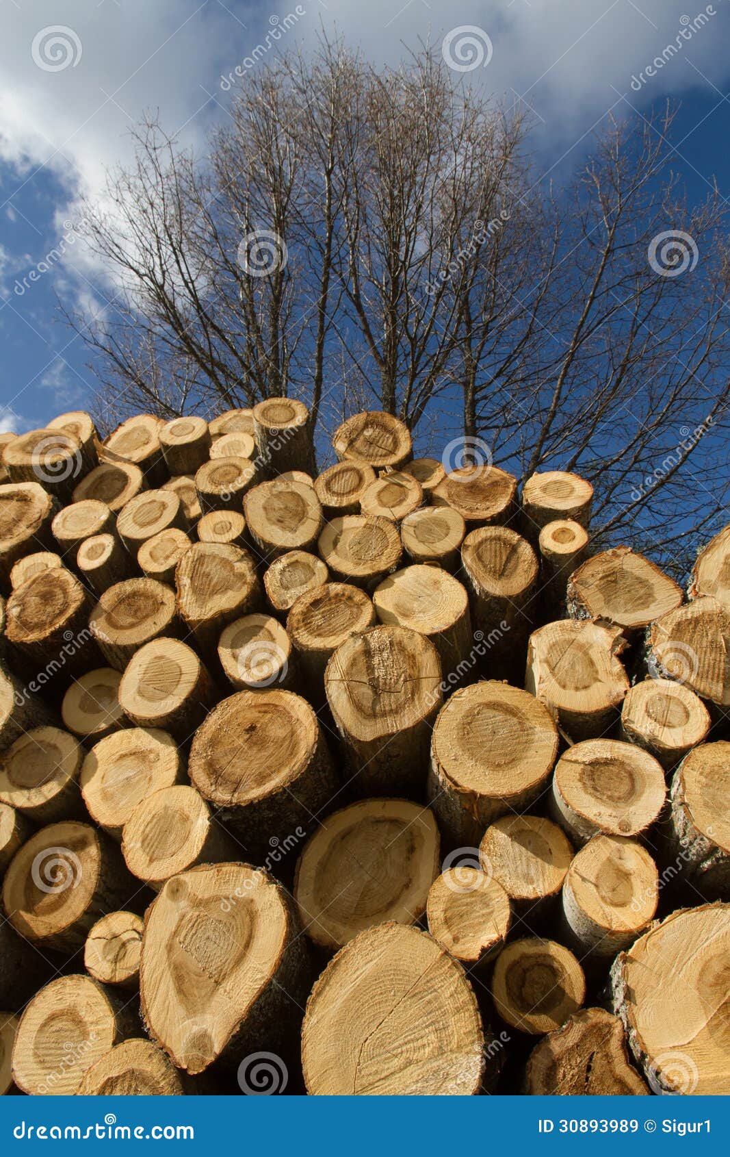 Stack of sawn tree trunks stock image. Image of industrial - 30893989