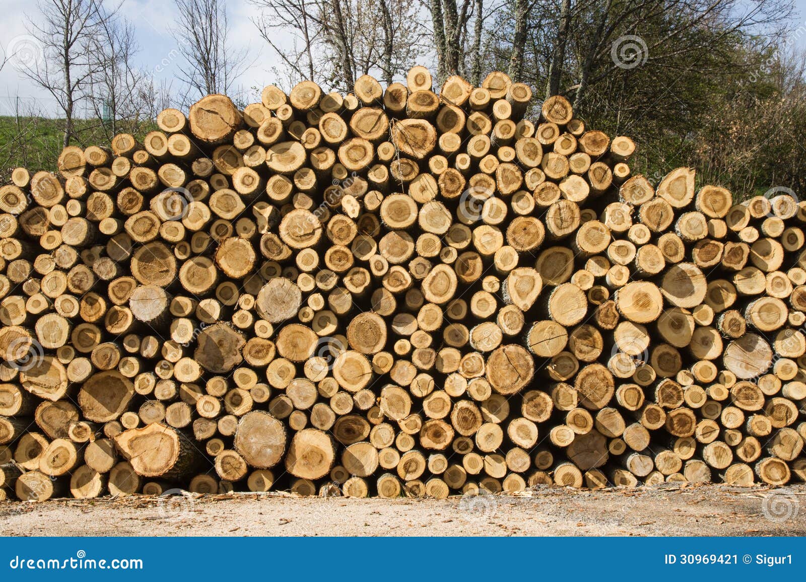 Stack of sawn tree trunks stock image. Image of nature - 30969421