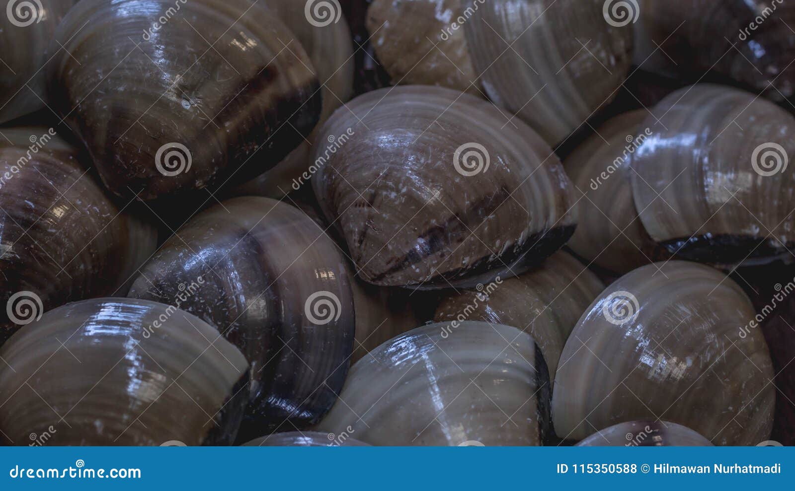 Stack of sea shells stock photo. Image of scallop, gourmet - 115350588