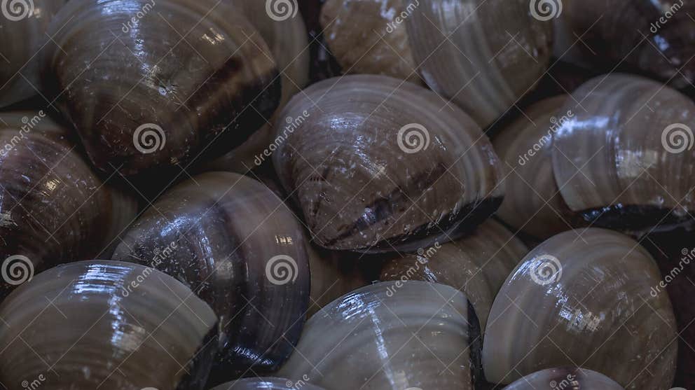 Stack of sea shells stock photo. Image of scallop, gourmet - 115350588
