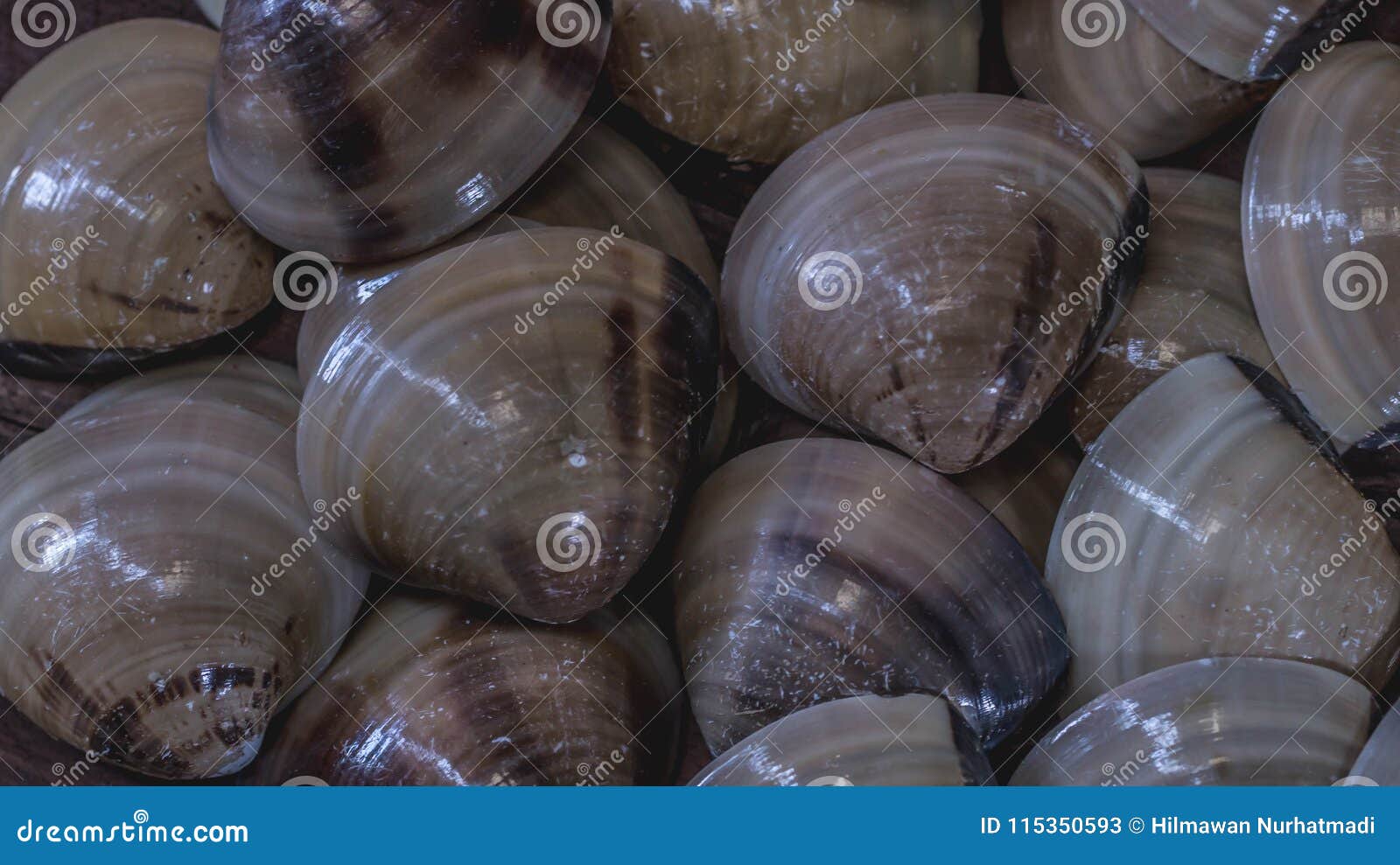 Stack of sea shells stock image. Image of delicious - 115350593