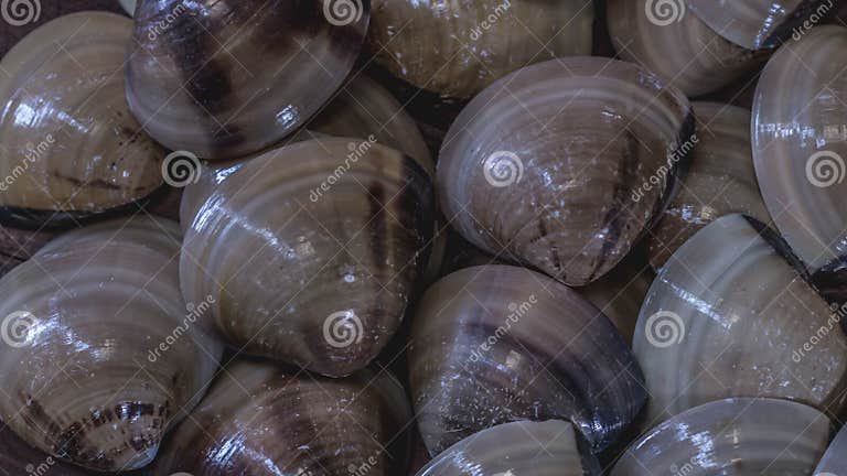 Stack of sea shells stock image. Image of delicious - 115350593