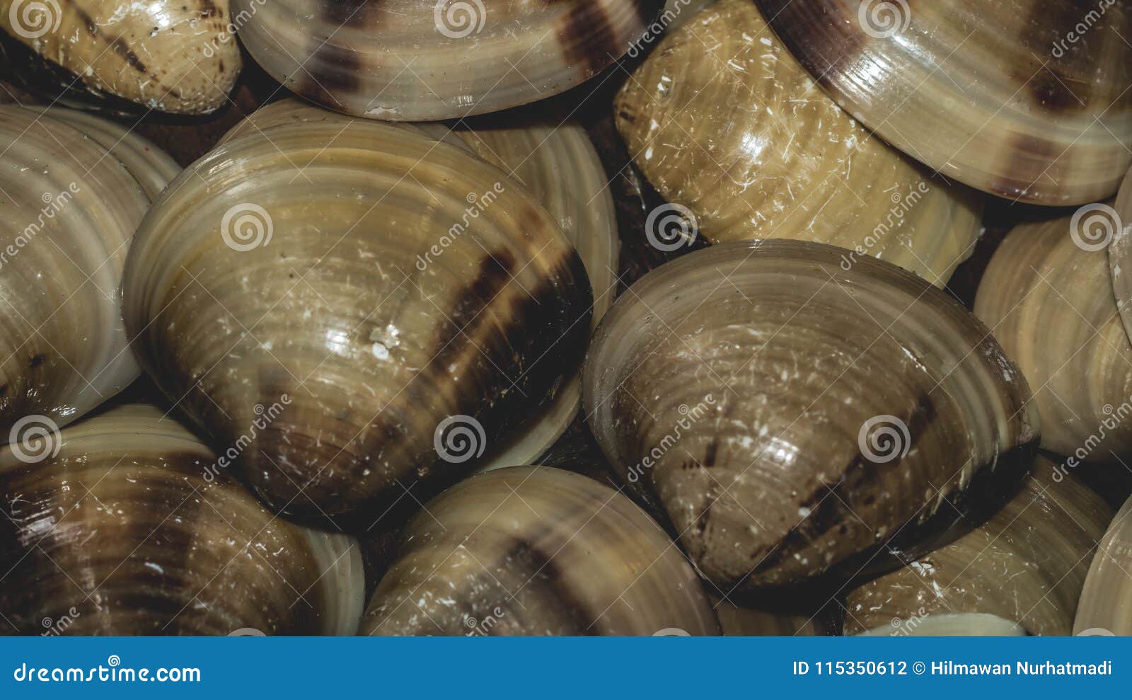 Stack of sea shells stock photo. Image of seafood, diet - 115350612