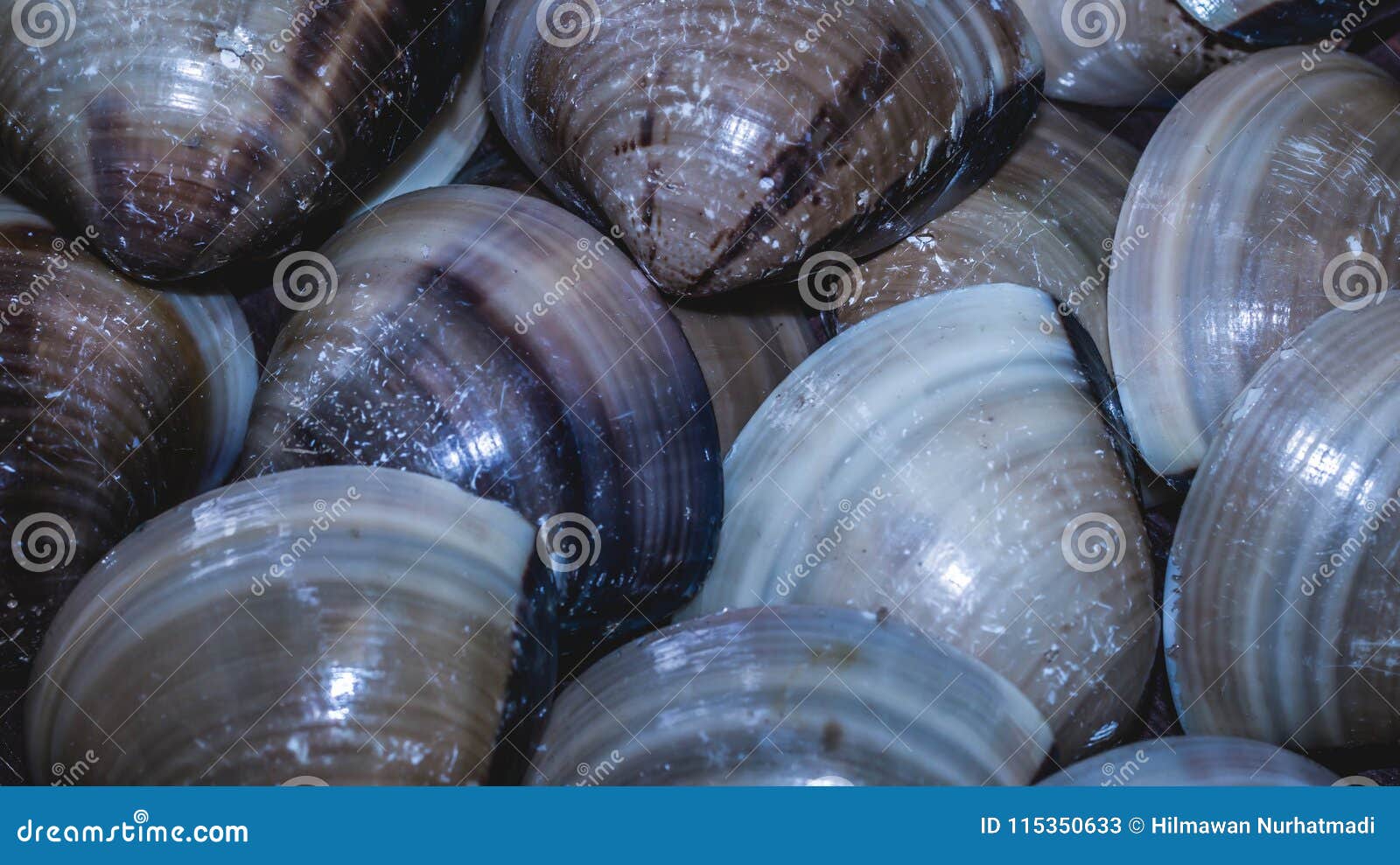 Stack of sea shells stock image. Image of market, delicacy - 115350633