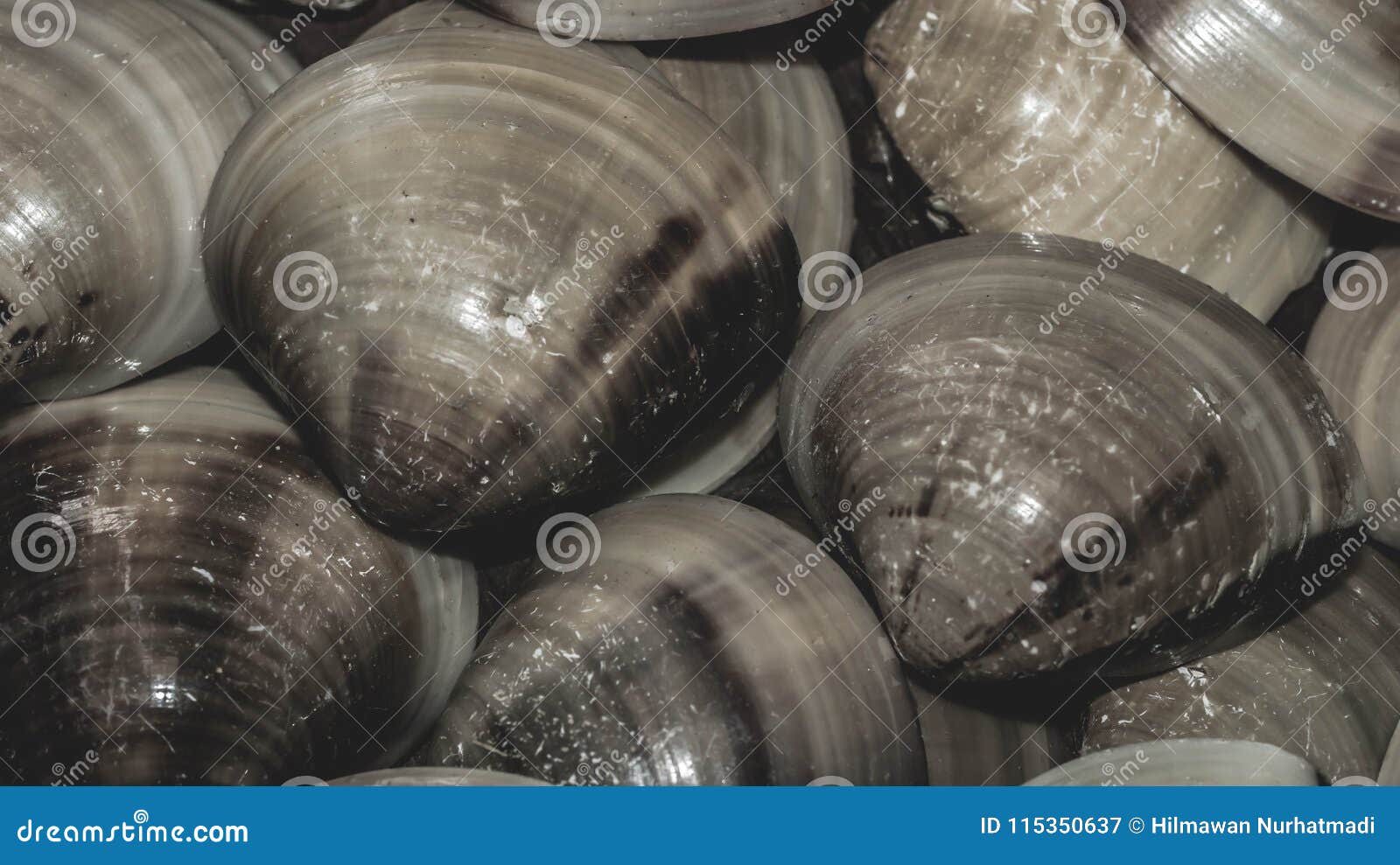 Stack of sea shells stock image. Image of beach, aquatic - 115350637