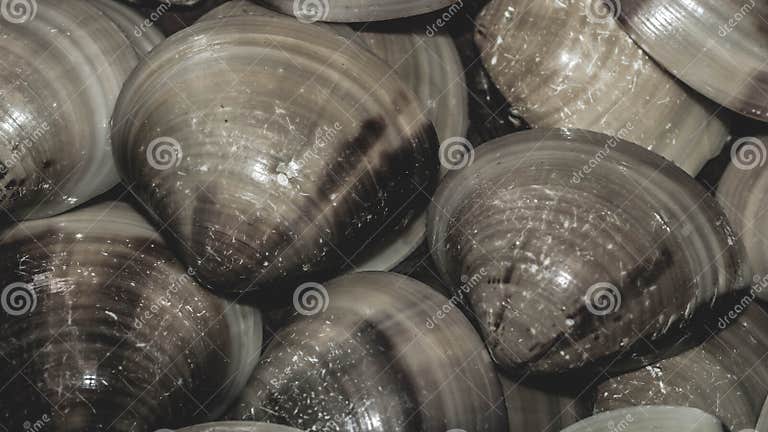 Stack of sea shells stock image. Image of beach, aquatic - 115350637