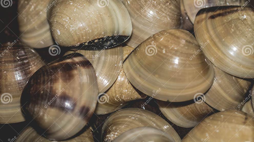 Stack of sea shells stock image. Image of delicacy, nature - 115350649