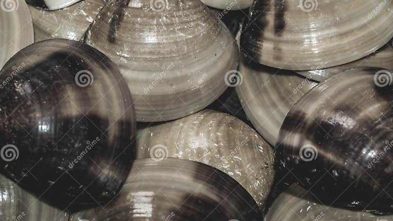 Stack of sea shells stock photo. Image of culinary, brown - 115350652