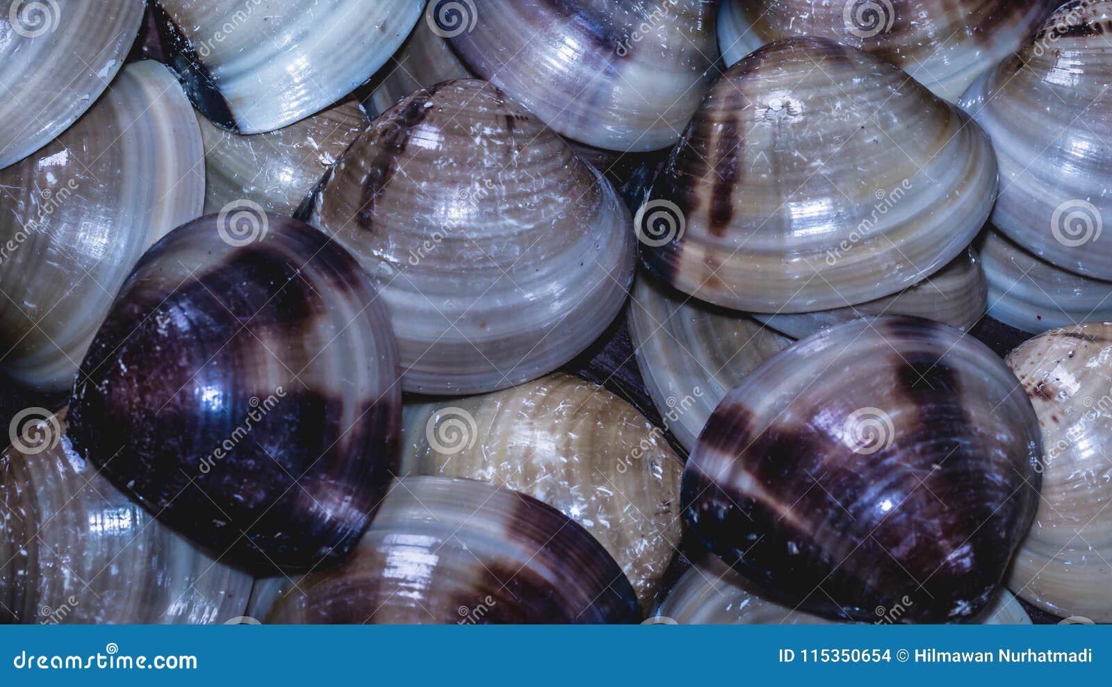 Stack of sea shells stock photo. Image of closeup, natural - 115350654