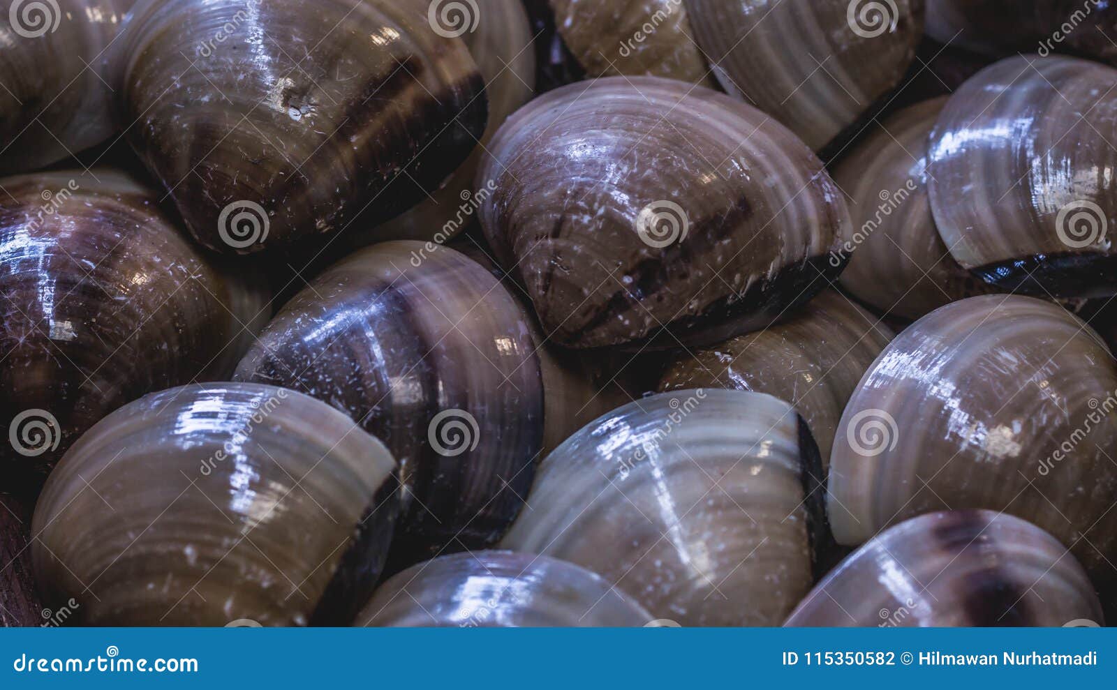 Stack of sea shells stock photo. Image of animal, beach - 115350582