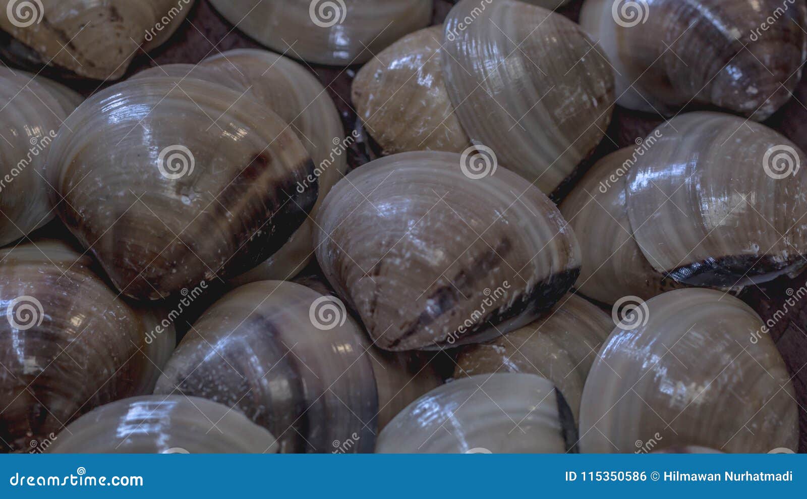 Stack of sea shells stock photo. Image of closeup, food - 115350586