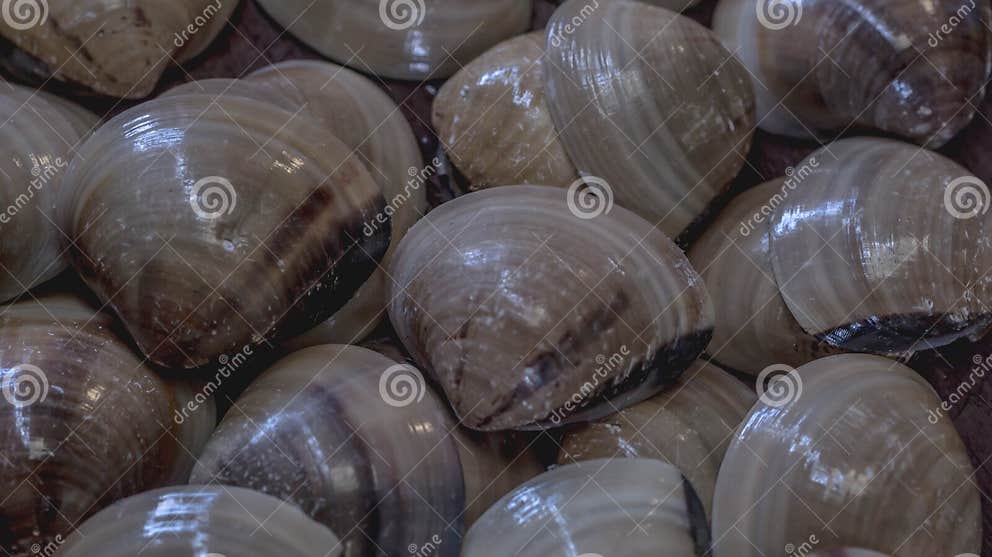 Stack of sea shells stock photo. Image of closeup, food - 115350586