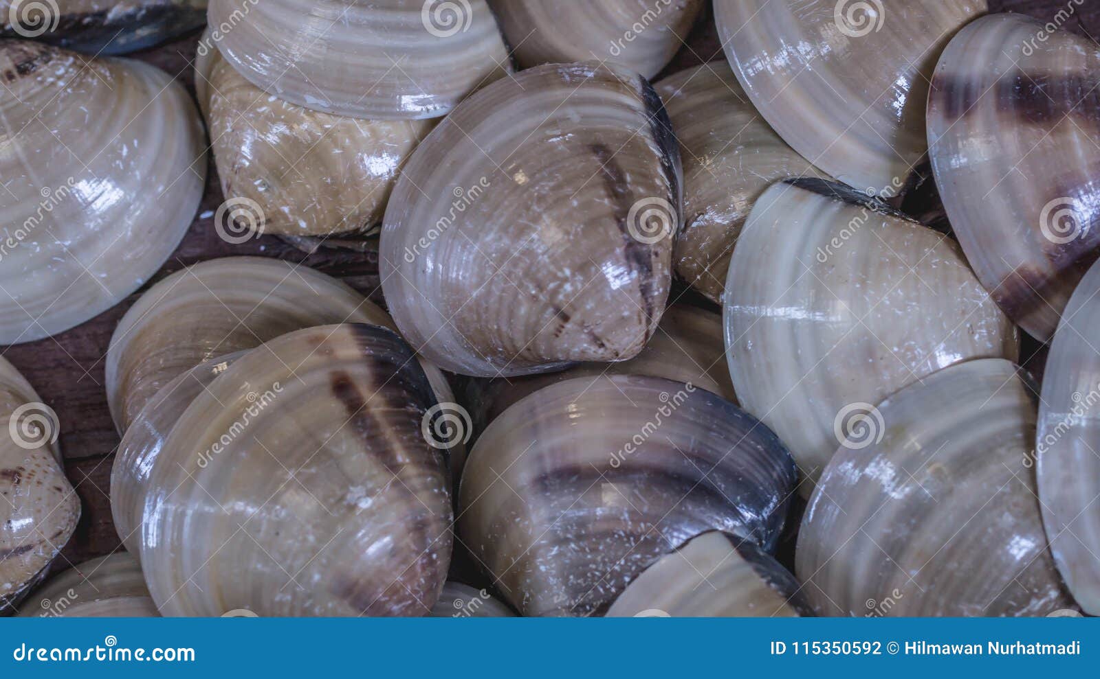 Stack of sea shells stock photo. Image of seafood, fresh - 115350592