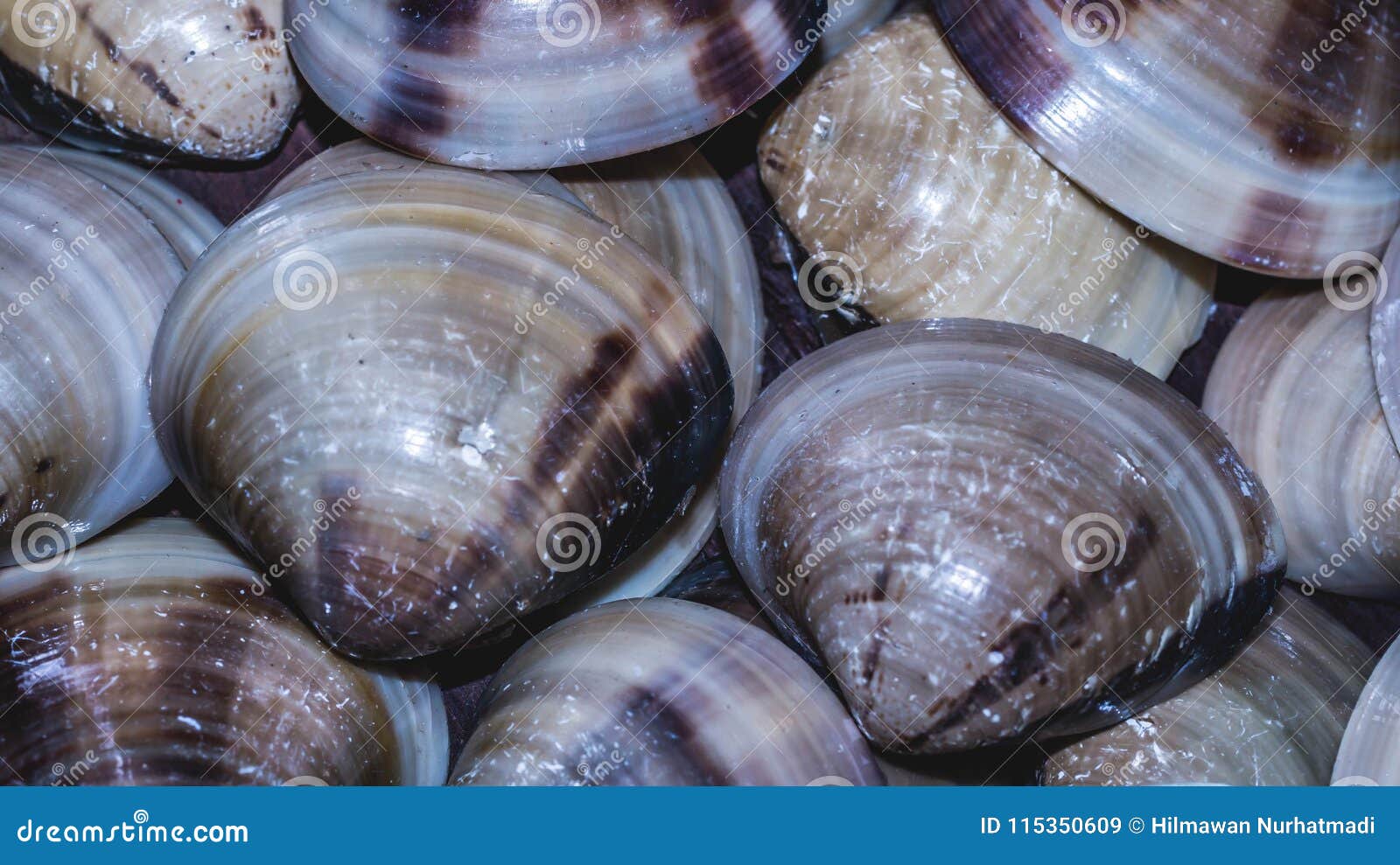 Stack of sea shells stock image. Image of market, background - 115350609