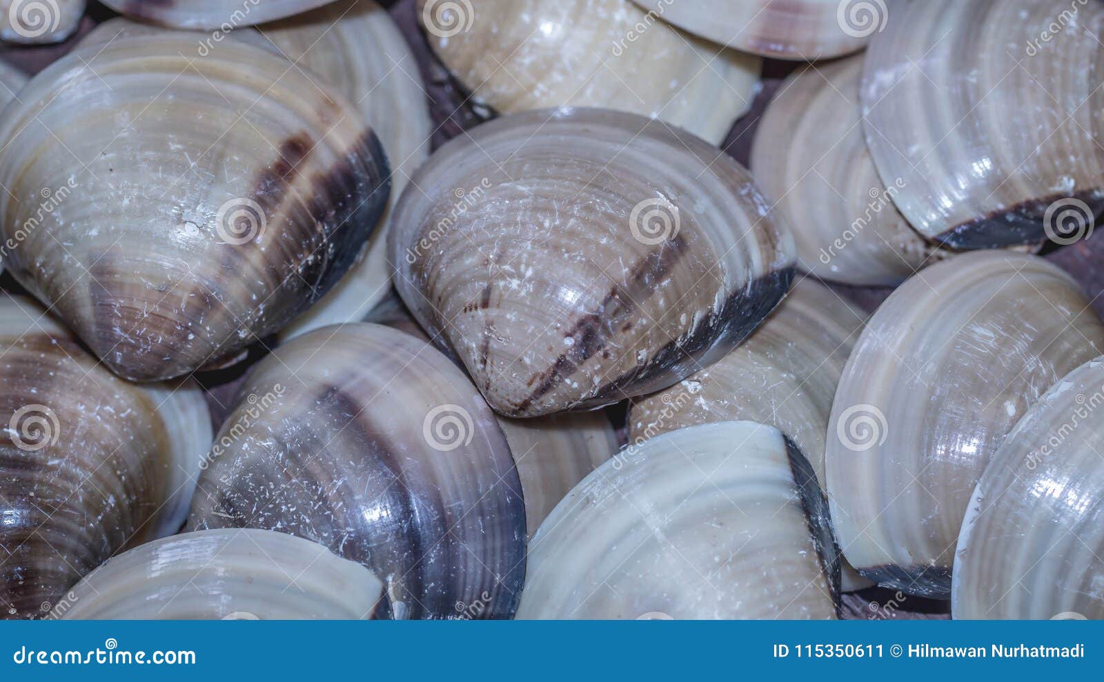 Stack of sea shells stock image. Image of food, molluscs - 115350611