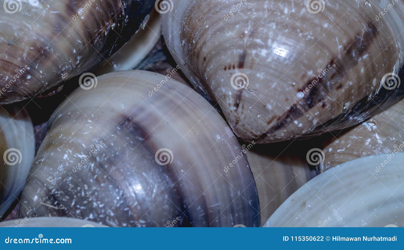 Stack of sea shells stock photo. Image of aphrodisiac - 115350622