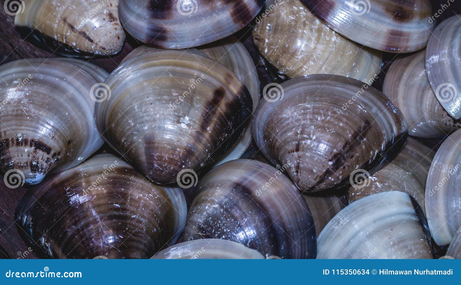 Stack of sea shells stock photo. Image of marine, market - 115350634