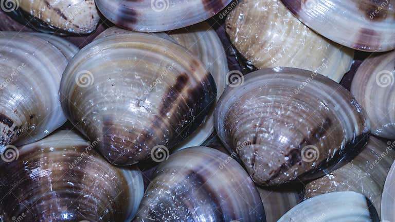 Stack of sea shells stock photo. Image of fresh, natural - 115350636