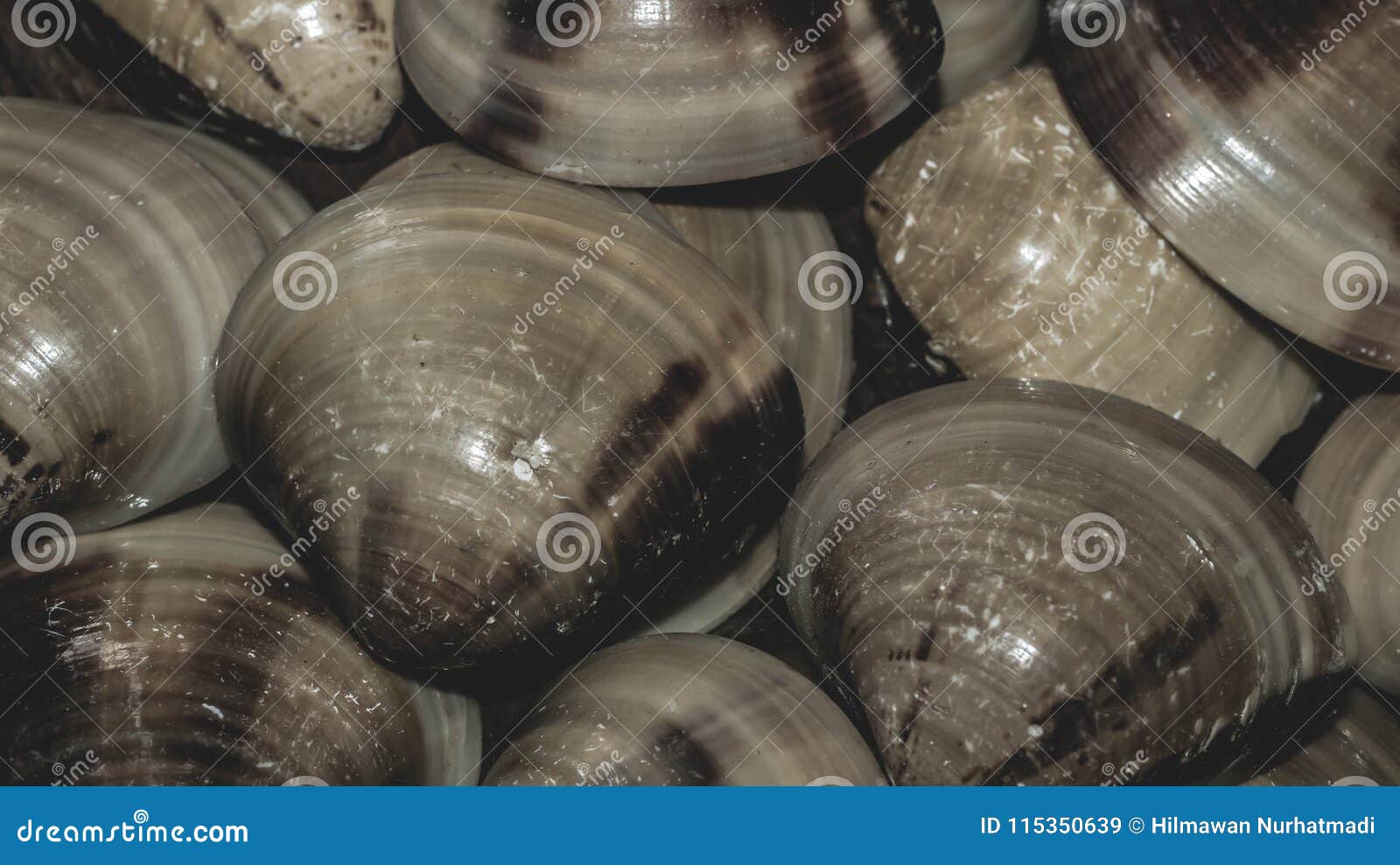 Stack of sea shells stock image. Image of cover, beach - 115350639