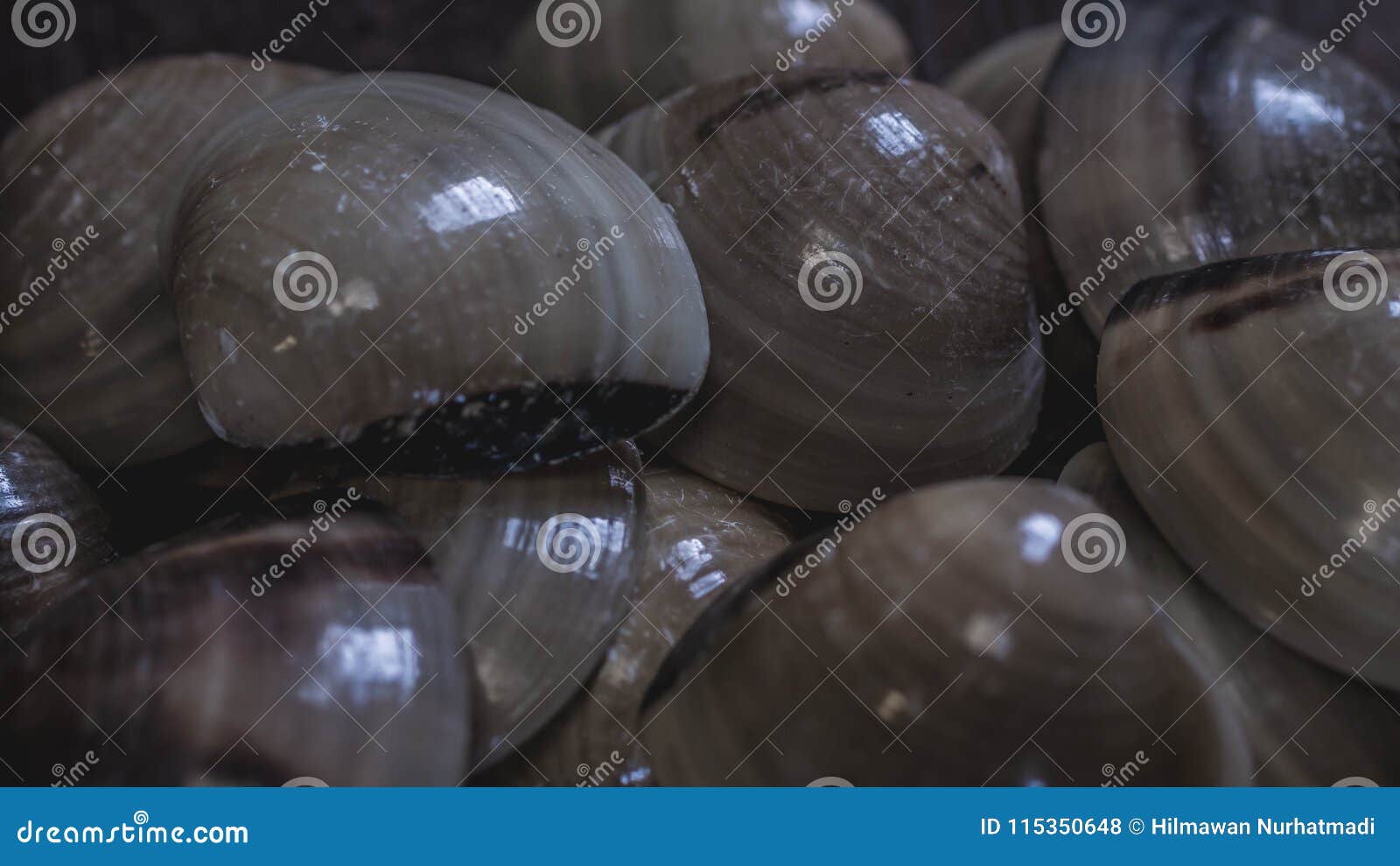 Stack of sea shells stock photo. Image of marina, gastronomy - 115350648
