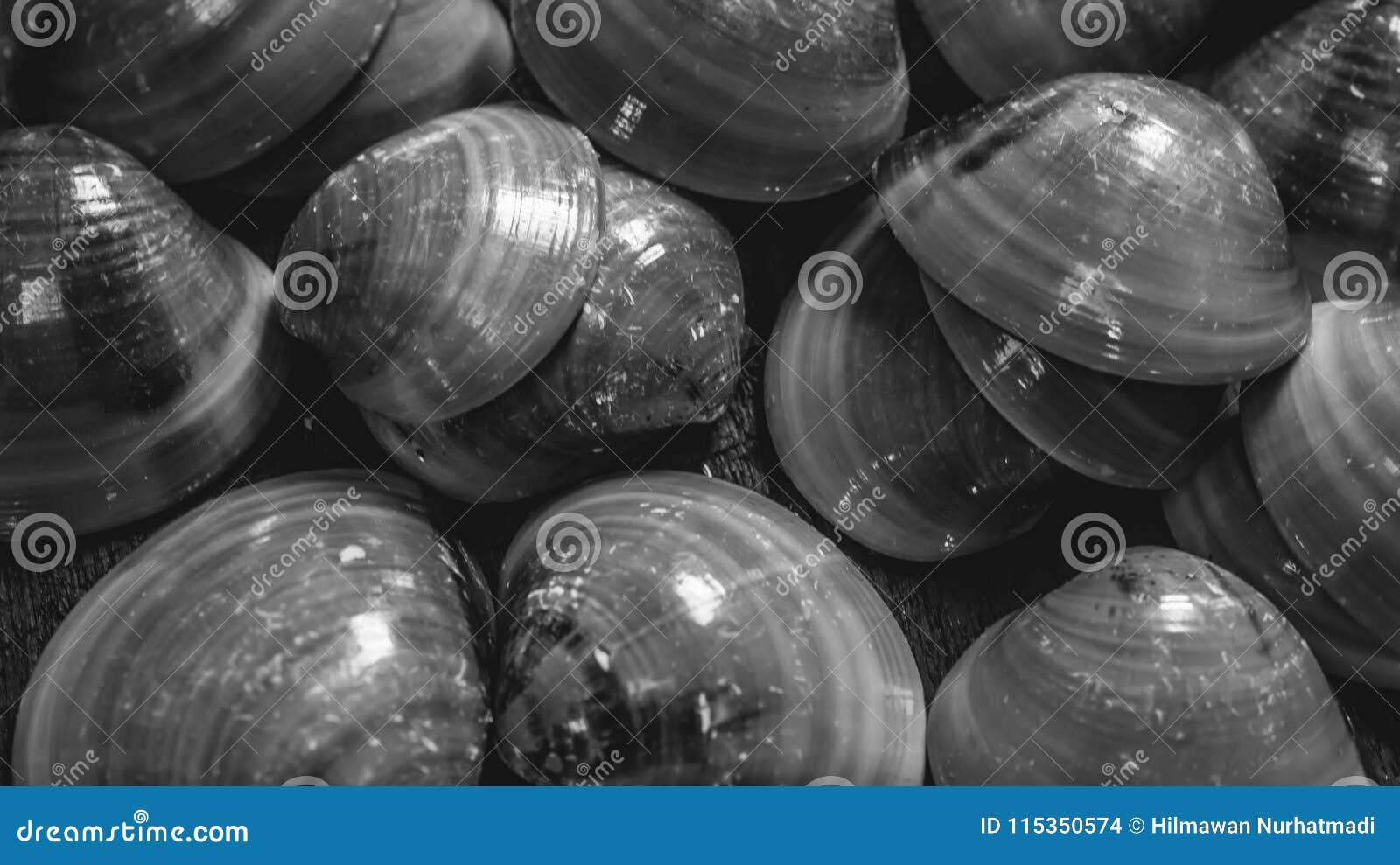 Stack of Sea Shells. Monochrome Stock Photo - Image of delicious ...